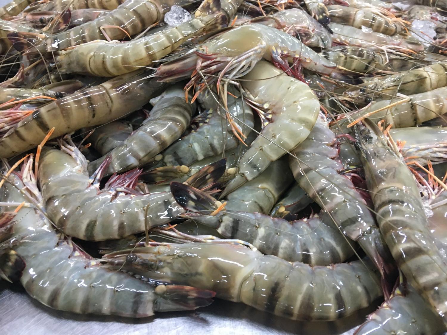 Tiger Prawn