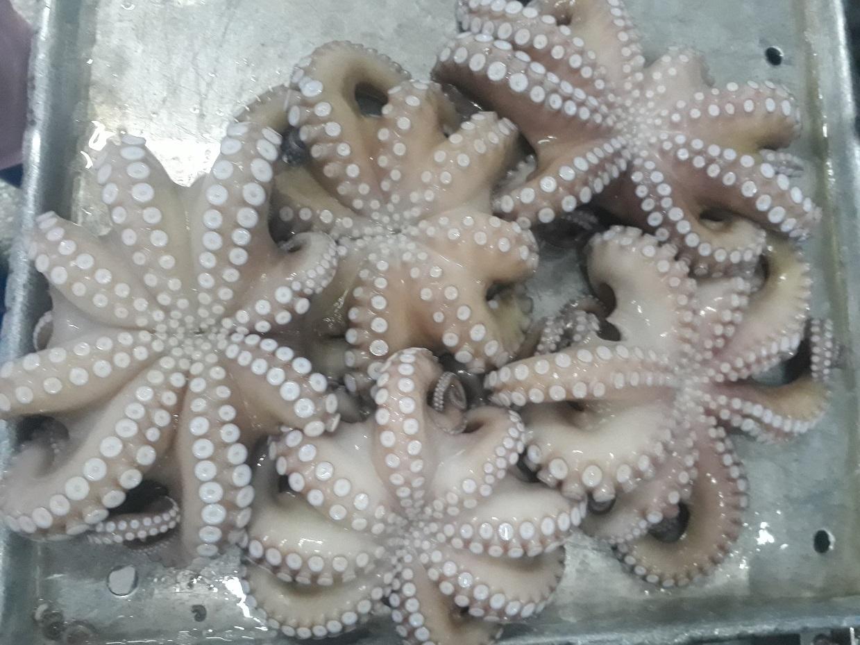 WHOLE CLEANED OCTOPUS