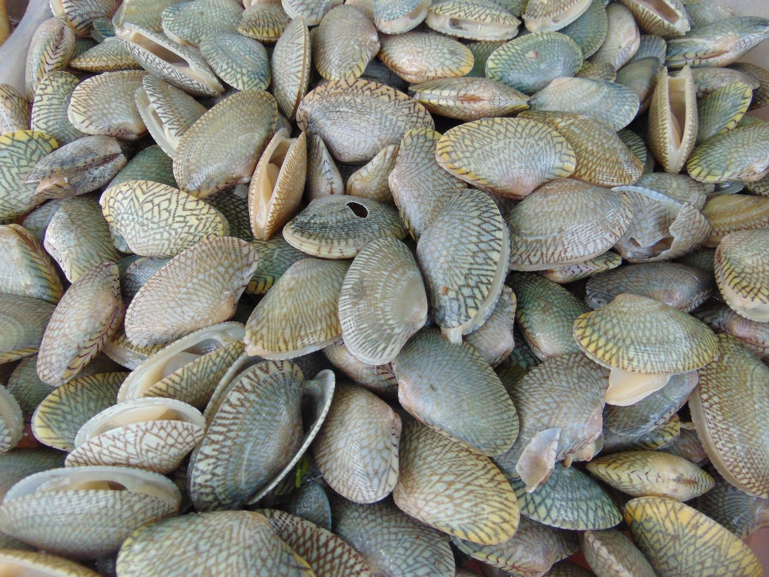 COOKED WHOLE SHELL YELLOW CLAM