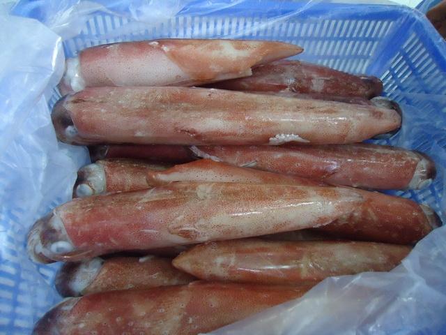 WHOLE ROUND RED SQUID FROZEN ON BOARD