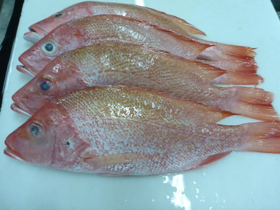 FROZEN SKIN-ON, BONELESS RED SNAPPER FILLET