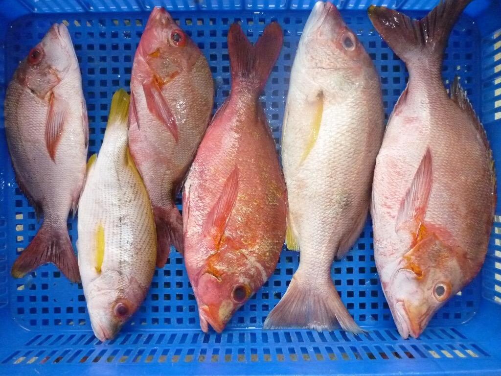 FROZEN SKINLESS & SKIN-ON, BONELESS FISH FILLET