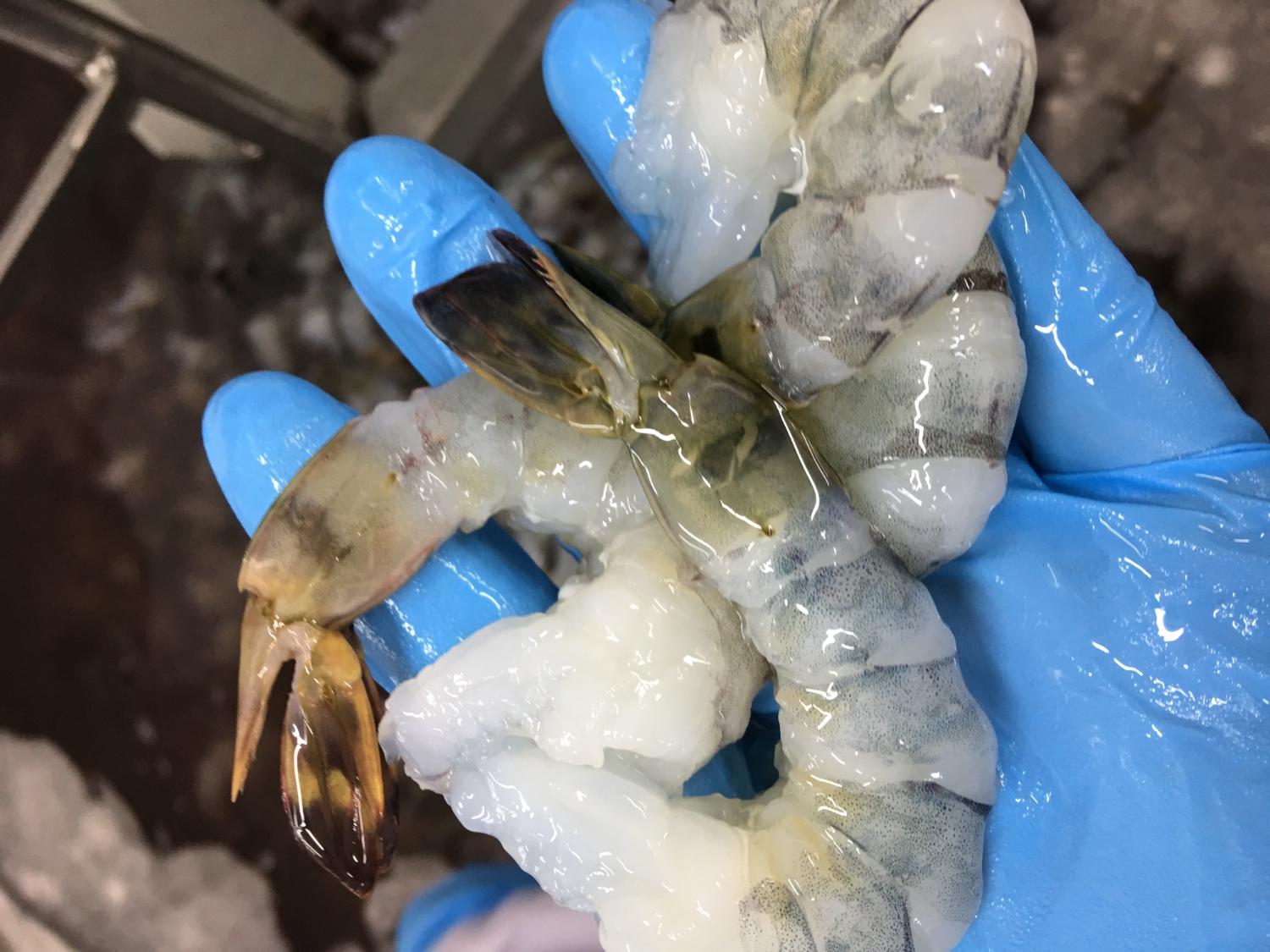 FROZEN RAW PTO BLACK TIGER PRAWN