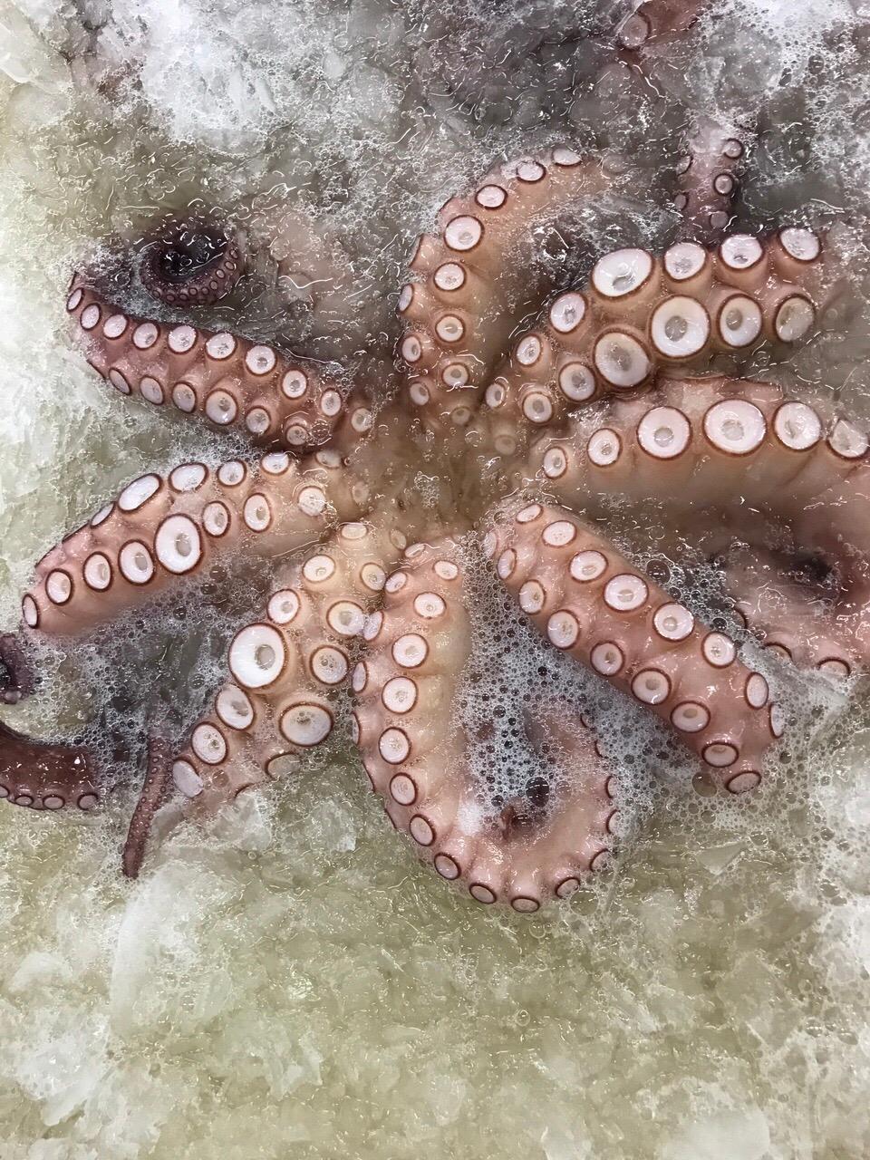 BOILED CUT OCTOPUS