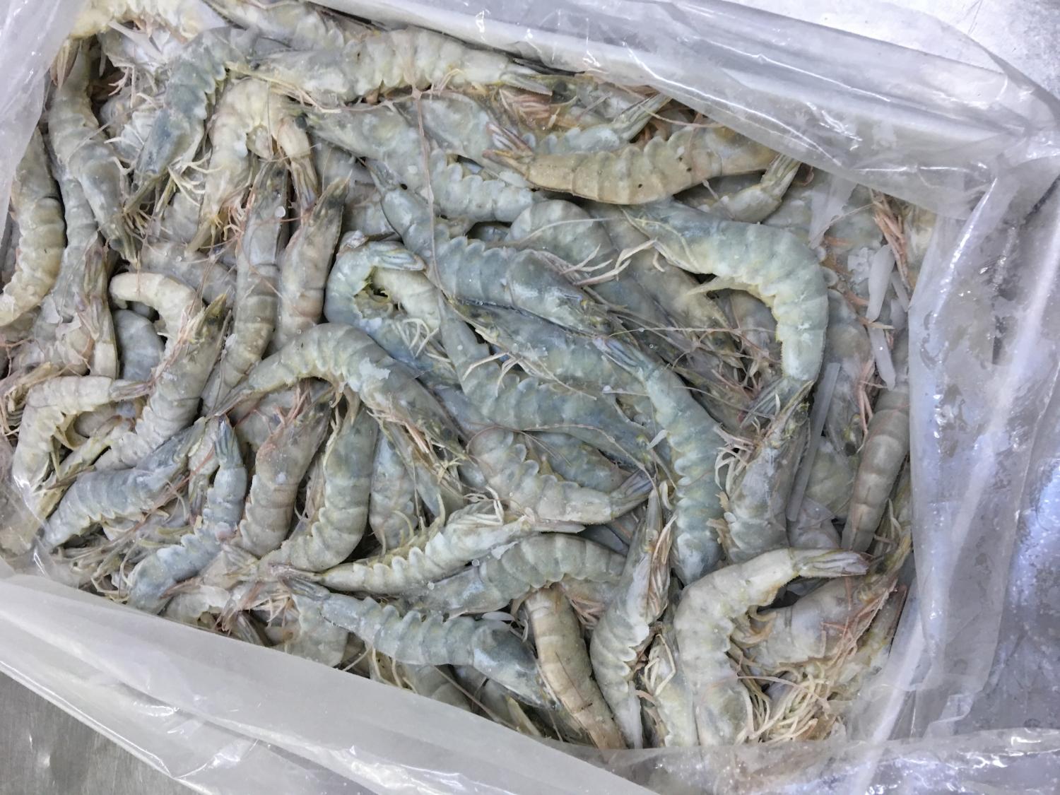 FROZEN RAW HOSO VANNAMEI PRAWN