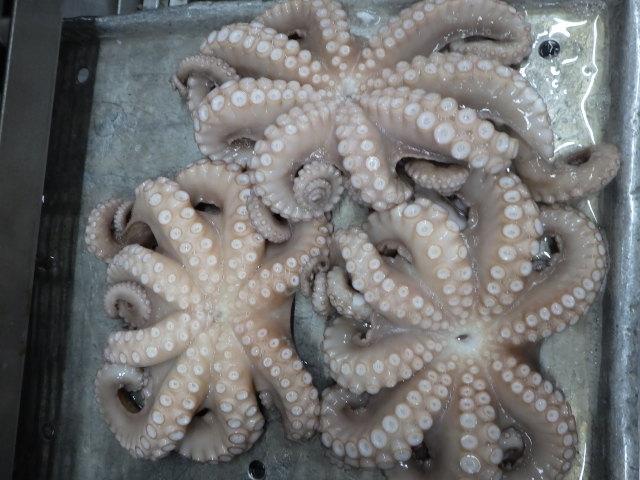 WHOLE CLEANED OCTOPUS