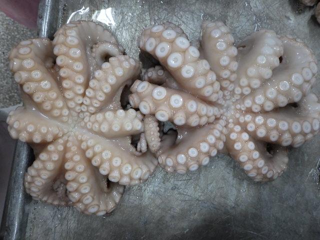WHOLE CLEANED OCTOPUS