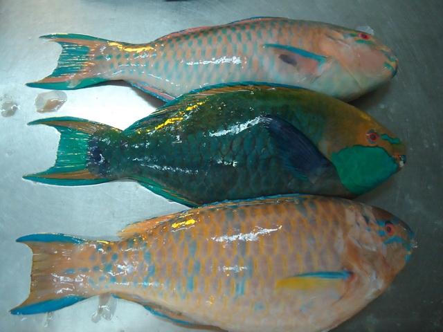 FROZEN SKINLESS & SKIN-ON, BONELESS FISH FILLET