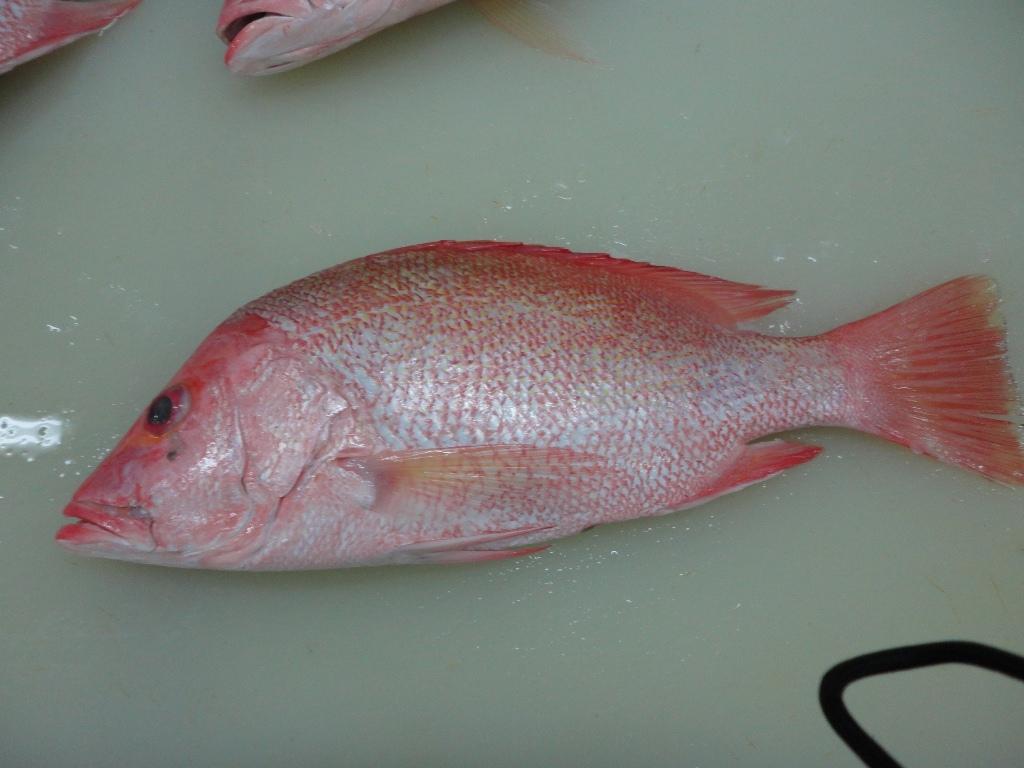 FROZEN SKIN-ON, BONELESS RED SNAPPER FILLET